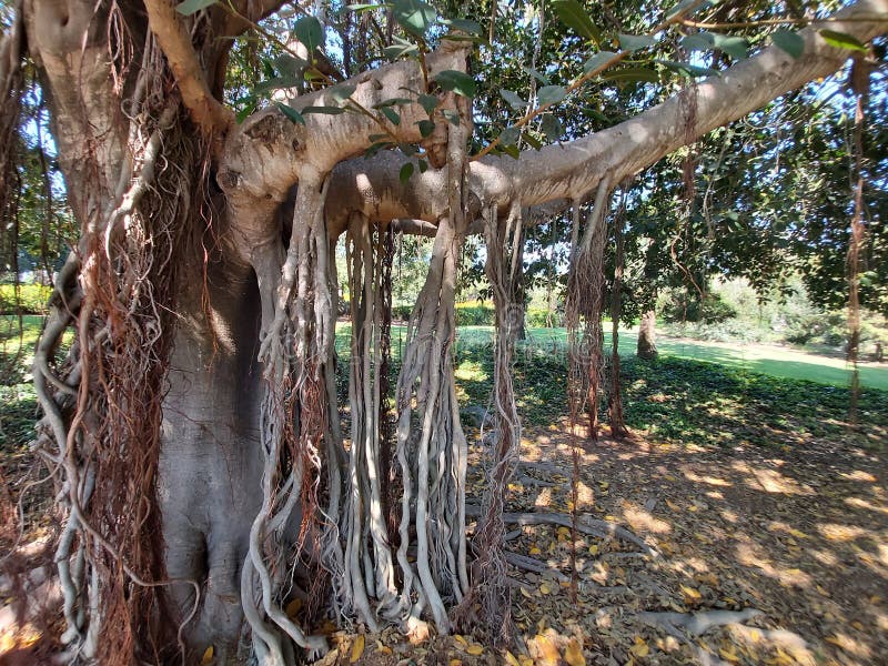 Hanging tree roots stock photo. Image of forest, hanging - 196791818