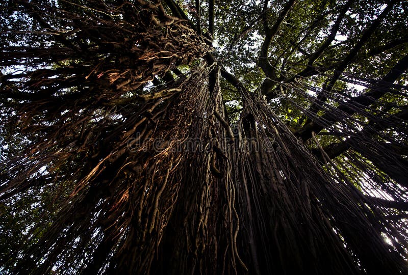 Hanging Tree Roots in the Air Stock Photo - Image of root, vietnamese ...
