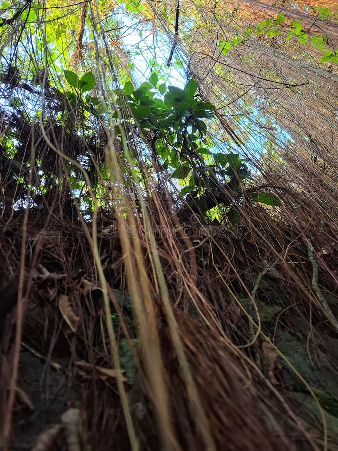 Hanging Tree Roots and Ferns Under the Tropical Forest Stock Image ...