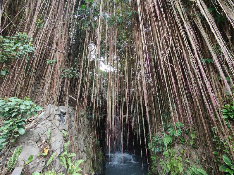 Hanging Tree Roots Over a Hidden Stream Stock Photo - Image of hidden ...