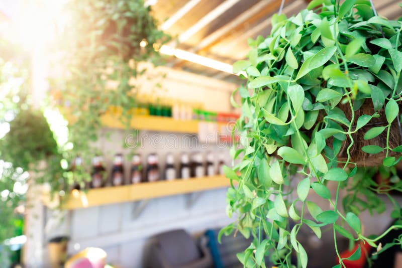 Hanging Trees at the Garden for Decoration Stock Image - Image of hang ...