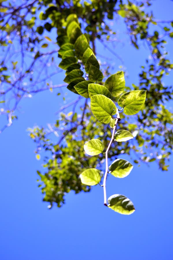 Hanging Tropical Vine stock image. Image of dominican - 65909837
