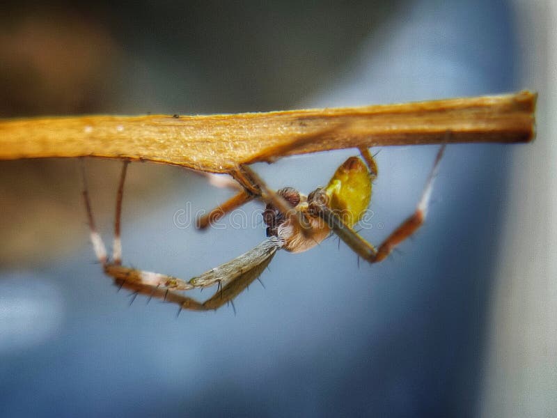Hanging Up Spider on the Branch Stock Photo - Image of closeup, nature ...