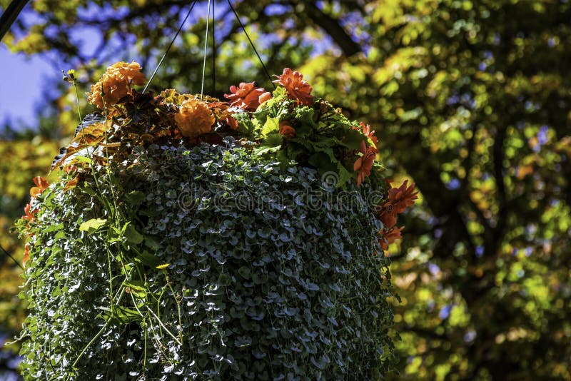 Hanging Vine stock image. Image of vine, tree, salmon - 231253041