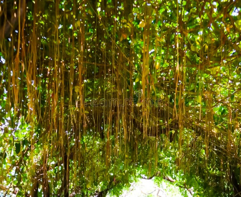 Hanging Vine Liana Plant with Heart Shaped Green Leaves of Purple Yam ...