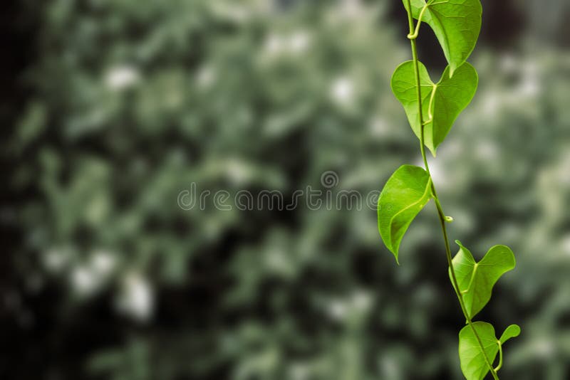 Hanging Vines Full of Young Green Leaves with Blur Background Stock ...