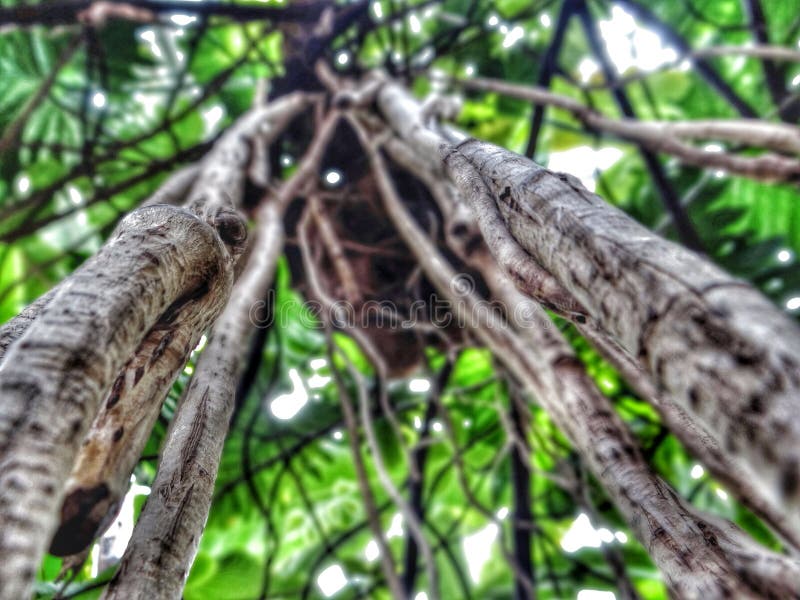 Hanging Vines Ivy Foliage Jungle Bush, Heart Shaped Green Leaves ...