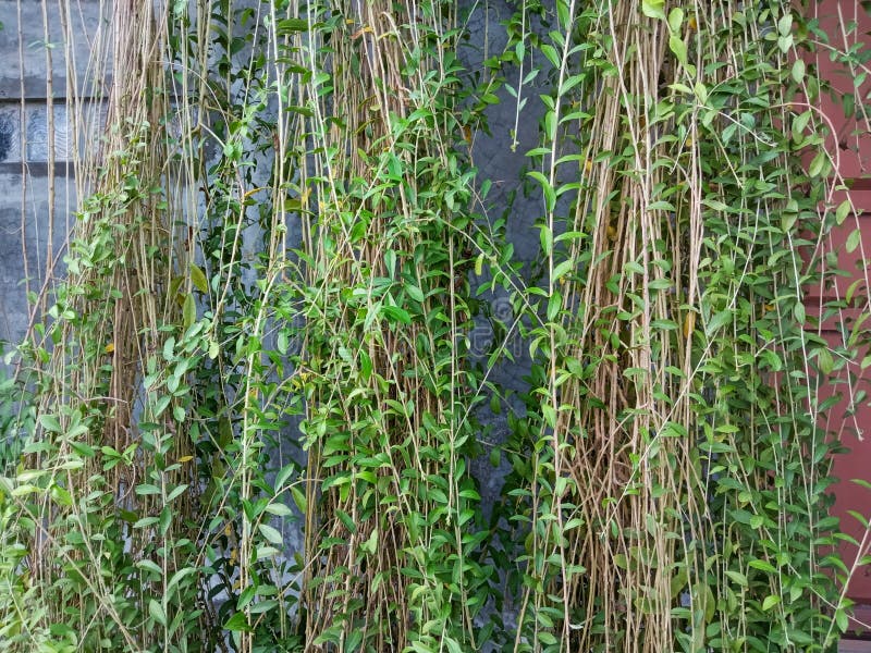 Hanging Vines on a WallDescription:this Image Shows a Dense Arrangement ...