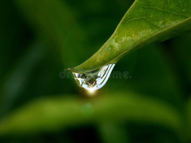 Hanging water drop stock image. Image of leaf, droplet - 28492767