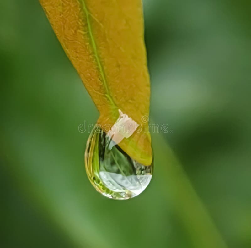 A Hanging Water Drop from Leaf Edge with Reflections Stock Photo ...