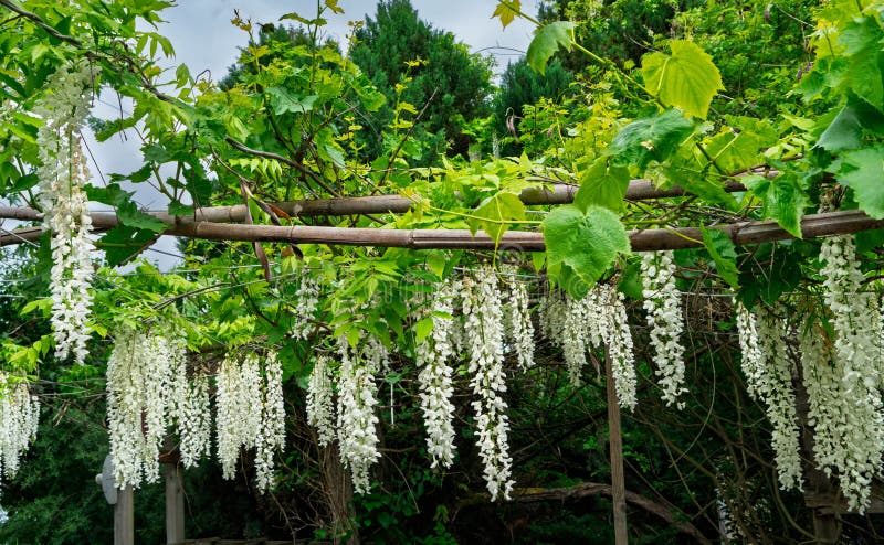 Hanging White Wisteria stock image. Image of flowers - 382916347