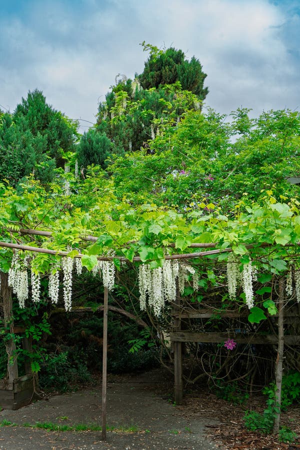Hanging White Wisteria 3 Stock Photos - Free & Royalty-Free Stock ...