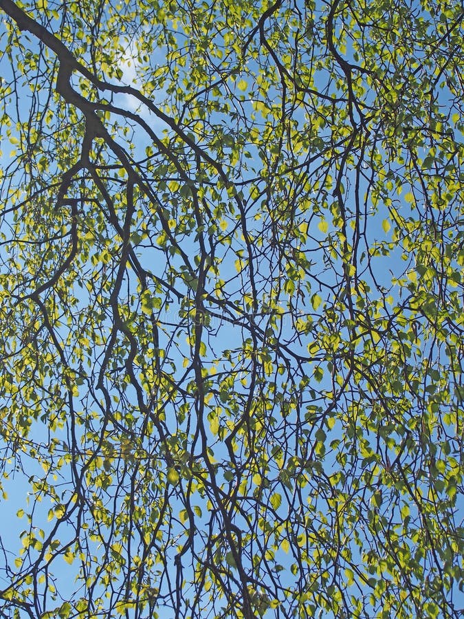 Hanging Willow Branches with Bright Green Spring Leaves Against a ...