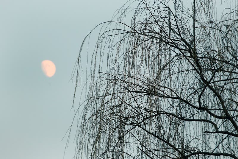 Hanging Willow Branches in the Early Winter Evening Stock Photo - Image ...