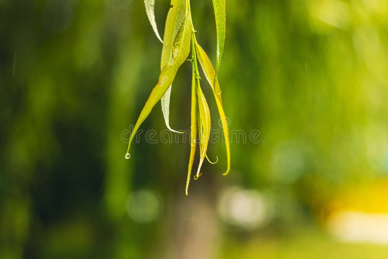 Hanging Willow Leaves in the Rain. Raindrops on Wet Willow Leaves Stock ...
