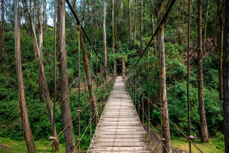 Hanging Wooden Bridge in the Forest Stock Photo - Image of natural ...