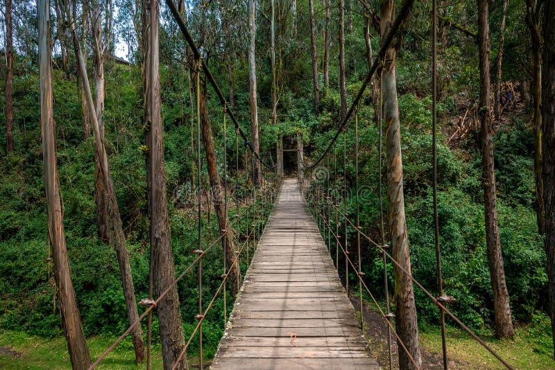 Hanging Wooden Bridge in the Forest Stock Image - Image of green, park ...