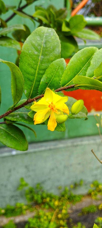 Hanging Yellow Flower Part Five Stock Image - Image of hanging, flower ...