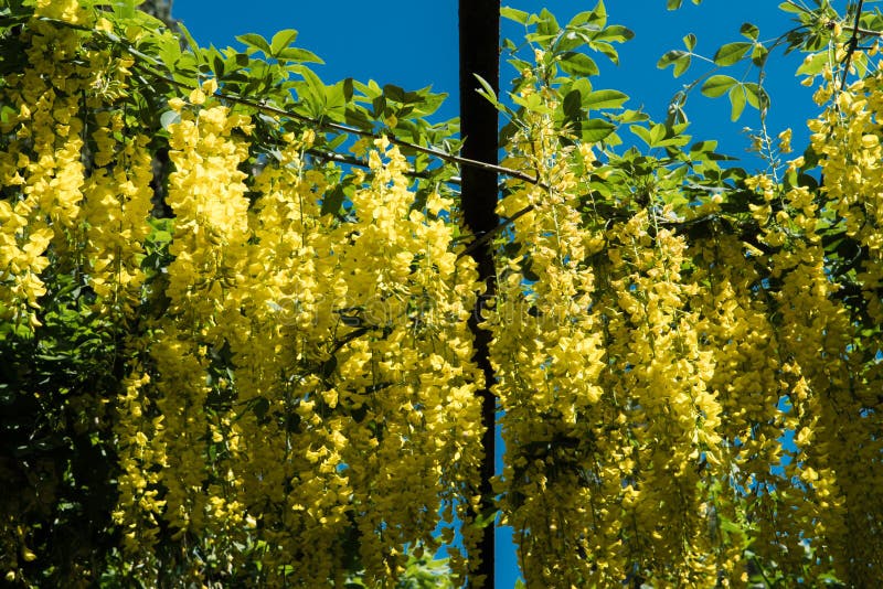 Hanging Yellow Flowers on a Laburnum Tree Stock Photo - Image of bright ...