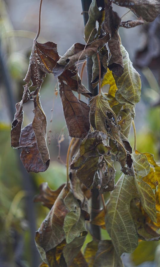 Hanging yellow leaves stock image. Image of birch, texture - 287855583