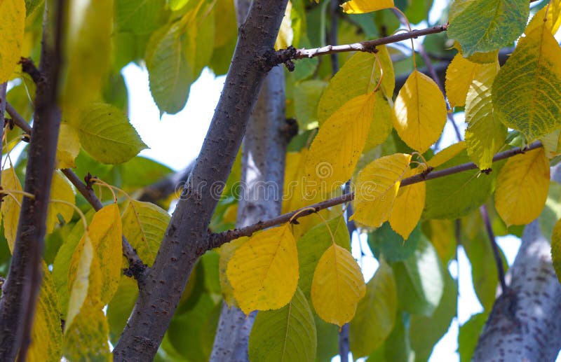 Hanging yellow leaves stock image. Image of gold, scenic - 287857425