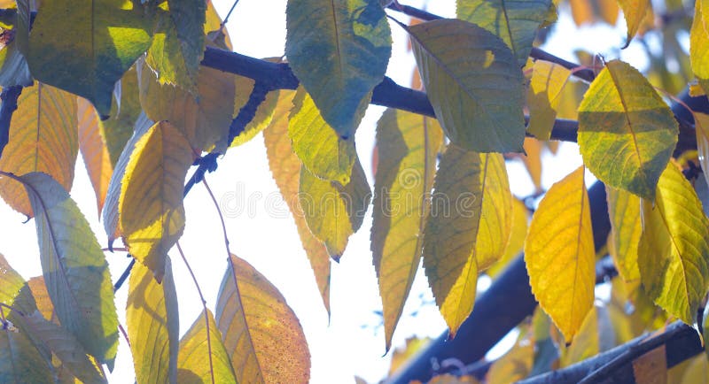 Hanging yellow leaves stock photo. Image of colourful - 287857846