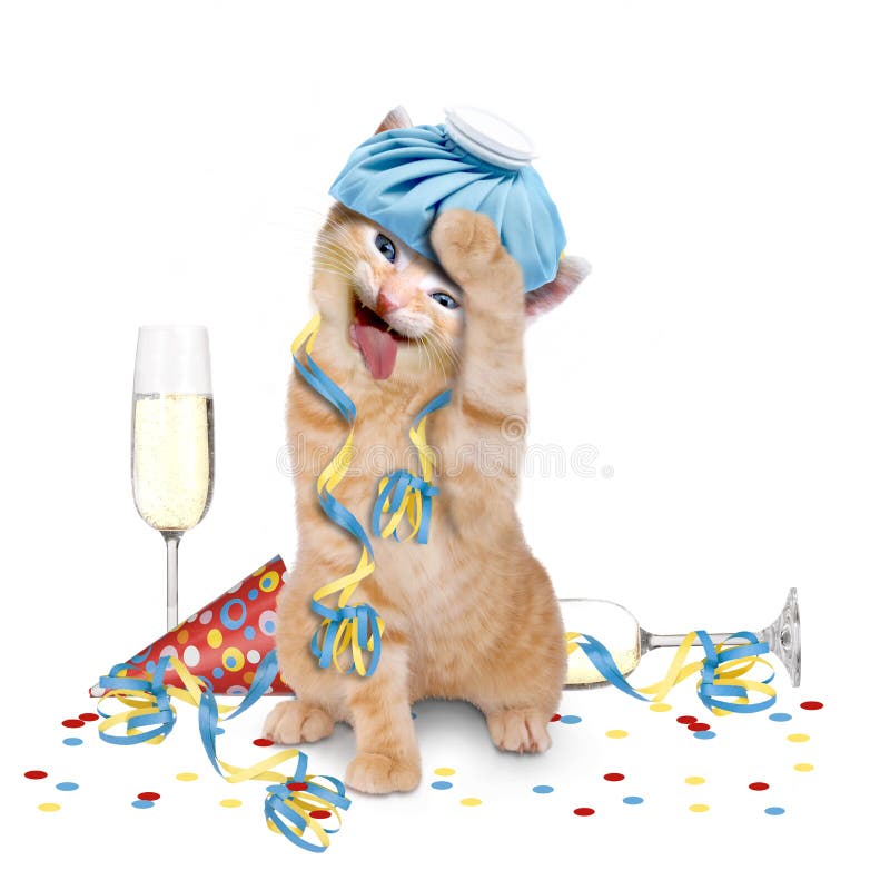 Hangover, Cat With Ice Pack On His Head Stock Image - Image: 37516689