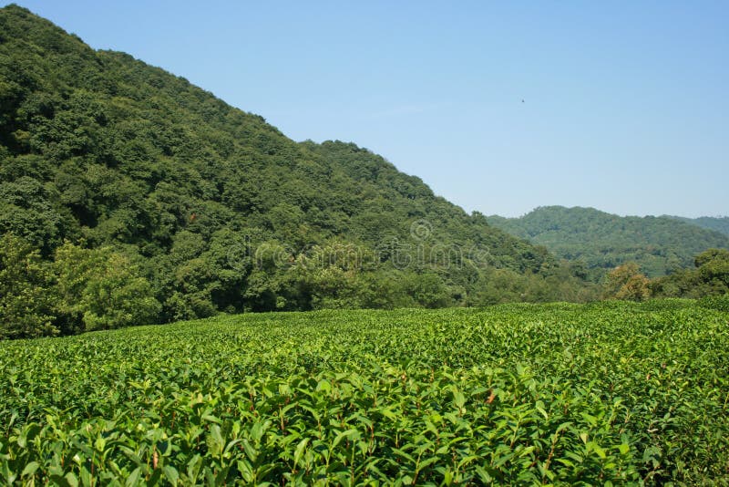 Hangzhou Tea Plantation stock photo. Image of nature - 21786348