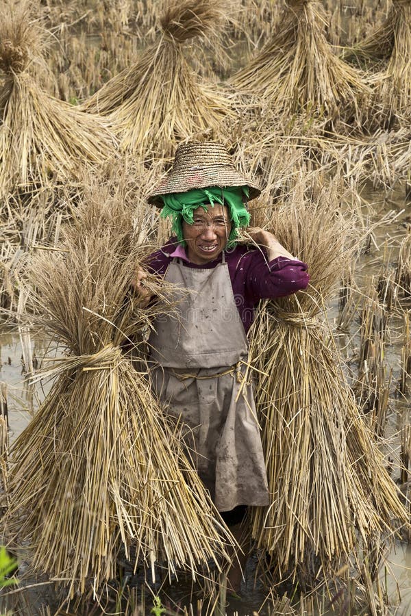 Hani Rice Farmer in China editorial photography. Image of carrying ...
