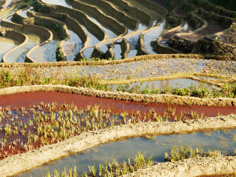 Hani Rice Terraces Yuanyang, China Stock Image - Image of field ...
