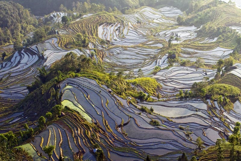 Hani Terrace,Yunnan,China04 Stock Image - Image of background, plant ...