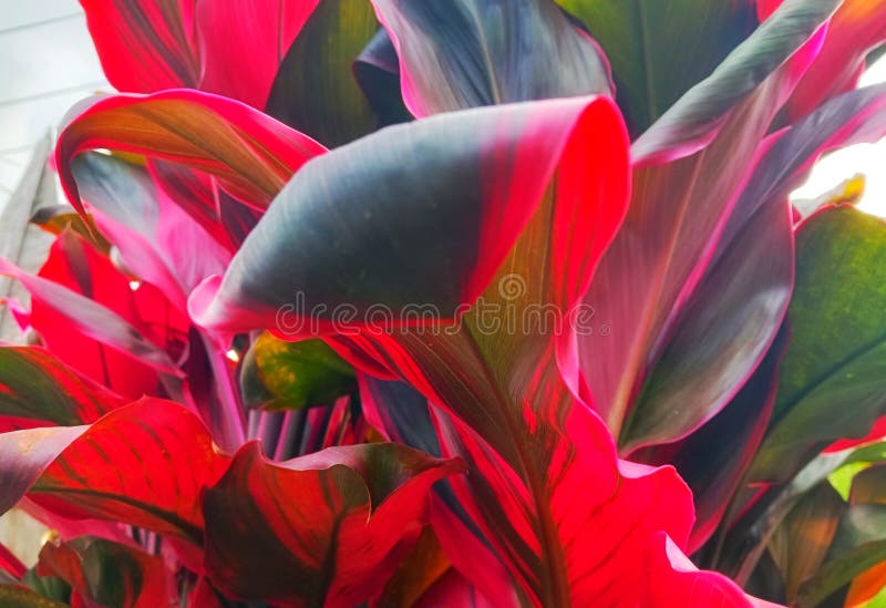 Hanjuang Ornamental Plants in Front of the House Stock Photo - Image of ...