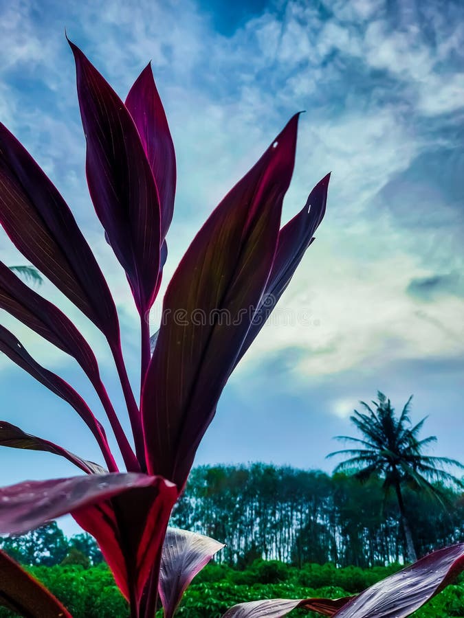 Hanjuang Leaves a Plant from Indonesia Stock Photo - Image of garden ...