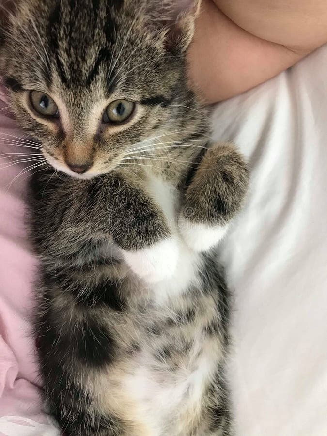 Hank stock photo. Image of hank, sweet, kitten - 126137650