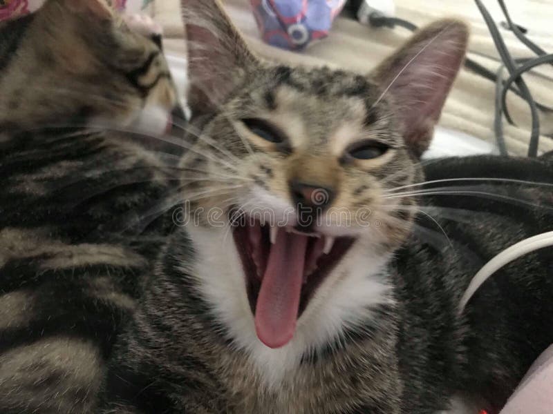 Hank stock photo. Image of hank, teeth, showing - 126137656