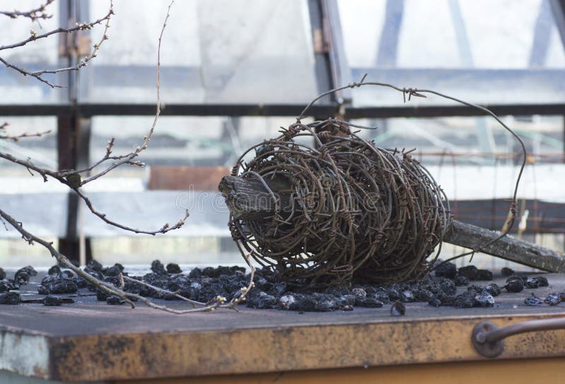 Hank of Barbed Wire on the Stick. Stock Photo - Image of danger, black ...