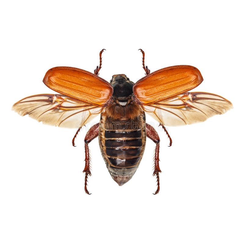 Hanneton Solsticial Mâle, Melolontha De Melolontha, Volant Image stock ...