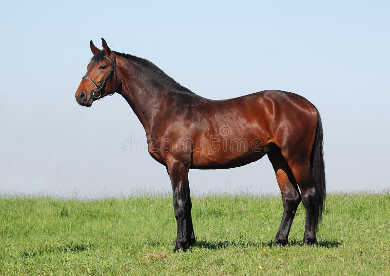 Hanoverian Chestnut Stallion Stock Photo - Image of steppe, hanoverian ...
