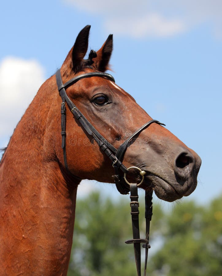 Hanoverian horse stock image. Image of horse, sports - 39618283