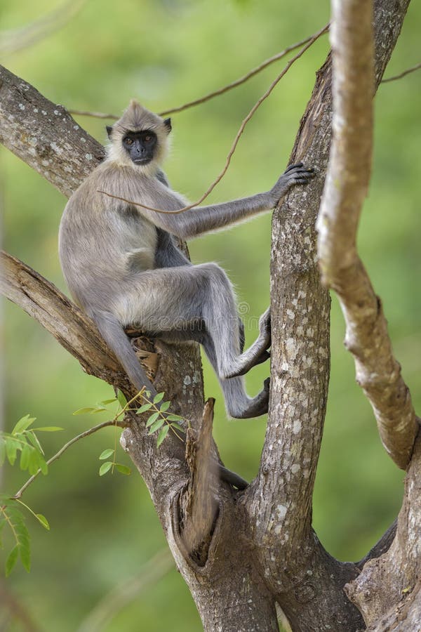 Hanuman Langur - Semnopithecus Entellus, Sri Lanka Stock Image - Image ...