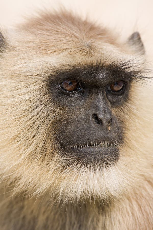 Gray Langur Also Known As Hanuman Langur on the Tree in Rishikesh ...