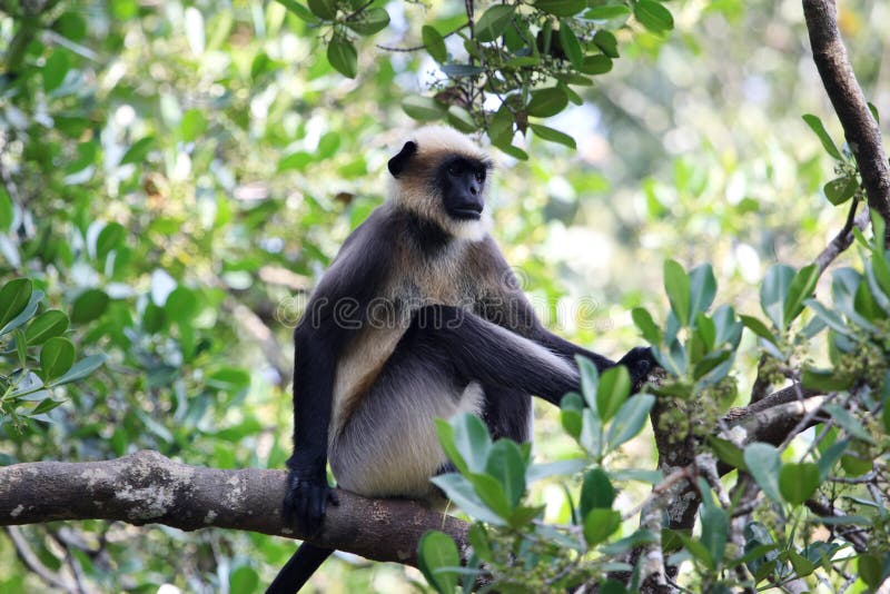 Angry Langur Monkey Stock Photos - Free & Royalty-Free Stock Photos ...