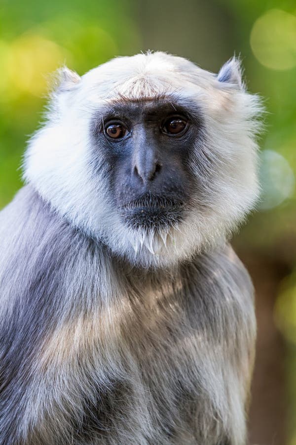 Langur At Bandhavgarh National Park With Innocent Look Stock Image ...