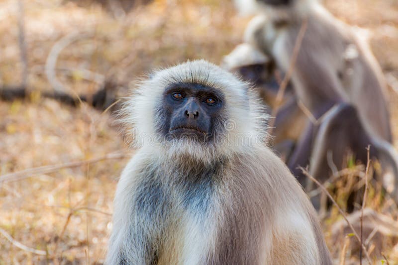 Hanuman Langur Monkeys stock photo. Image of dadhikar - 102070580