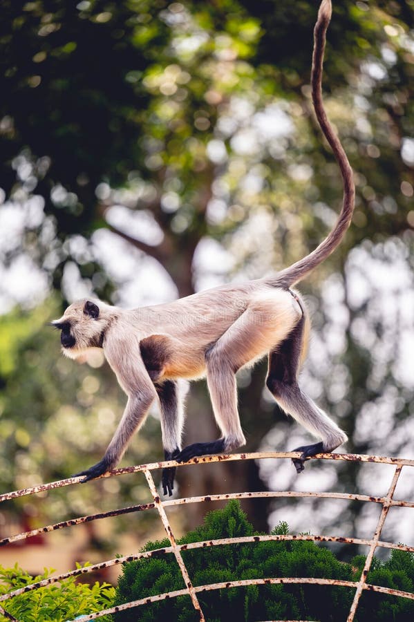 Hanuman Langur Monkey Walking on a Rusty Metal Fence at the Park Stock ...