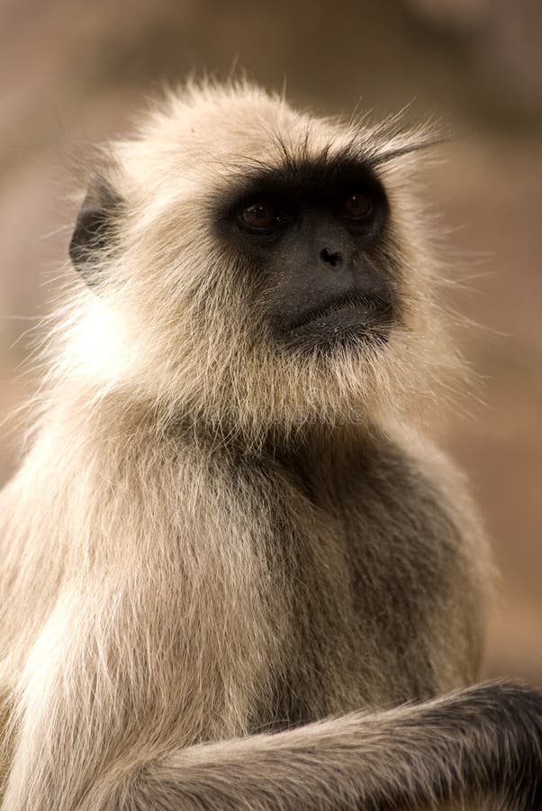 Hanuman Langur, Ranthambore National Park, India Stock Image - Image of ...