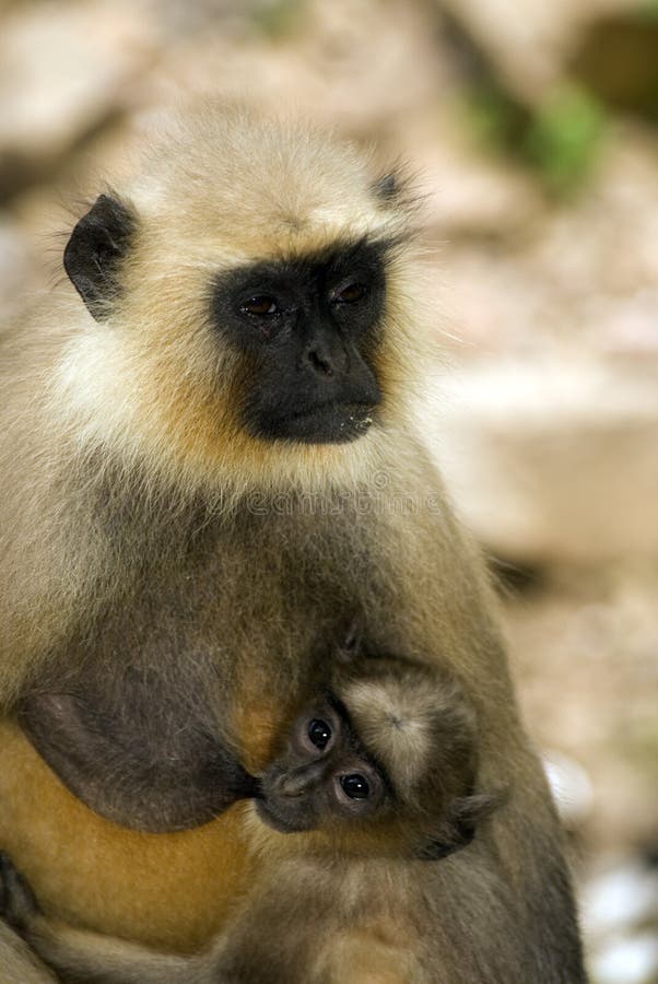 Hanuman Langurs, Ranthambore National Park, India Stock Photo - Image ...