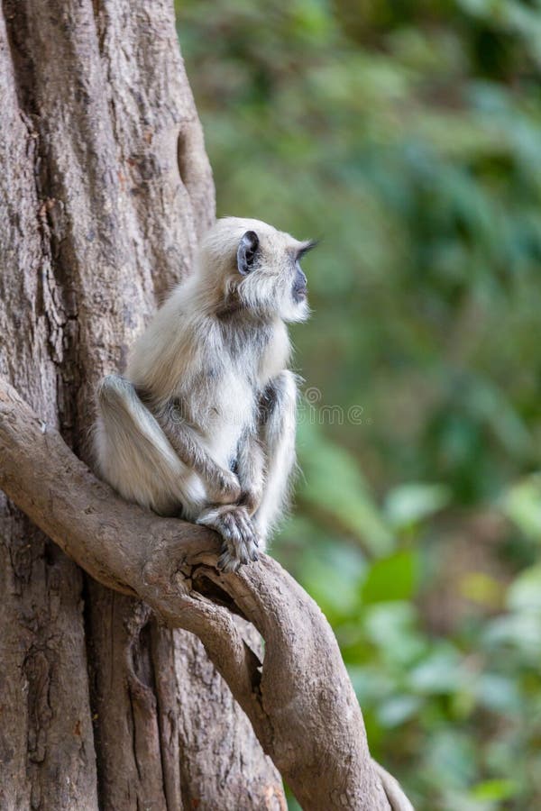 Hanuman Langurs Sit in a Tree Stock Image - Image of hanuman, travel ...