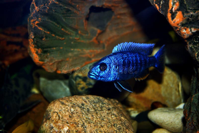 Haplochromis jacksoni stock photo. Image of colorful - 52381676