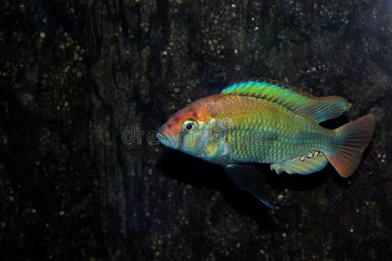 Haplochromis sp. ruby stock photo. Image of victoria - 23498926